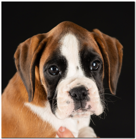 Boxer von der Andreashöhe